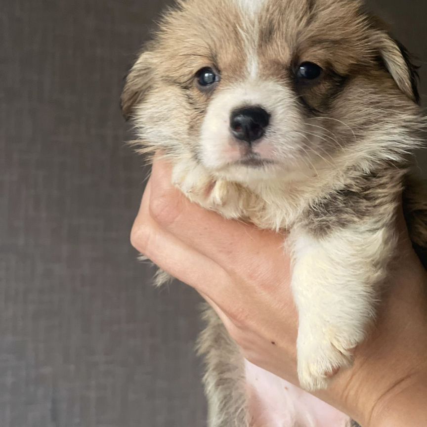 Щеночки корги