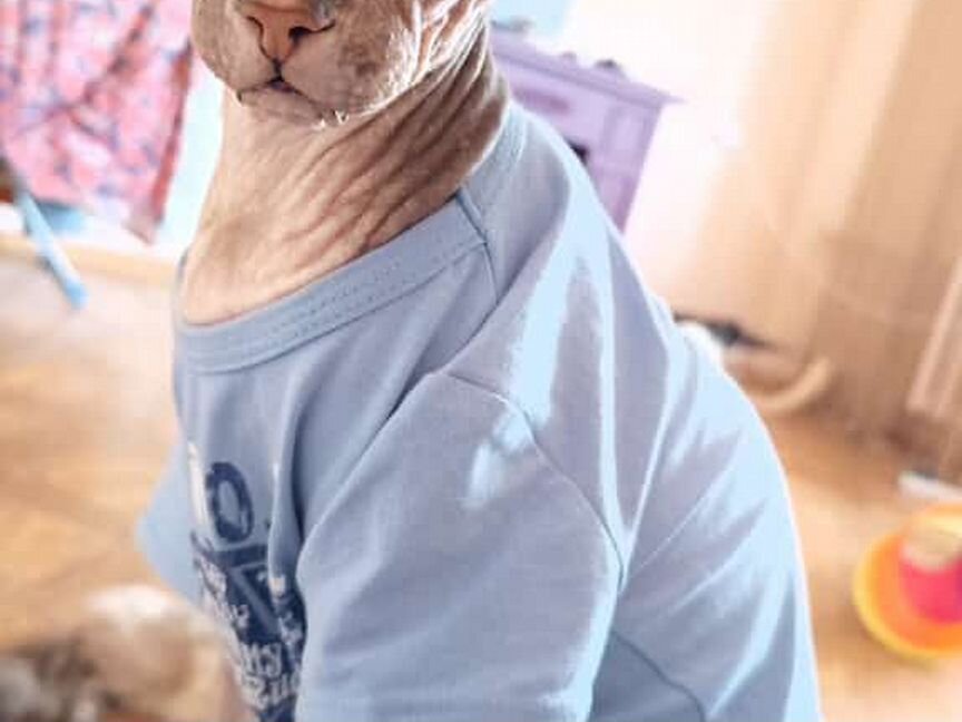 Донской сфинкс кот