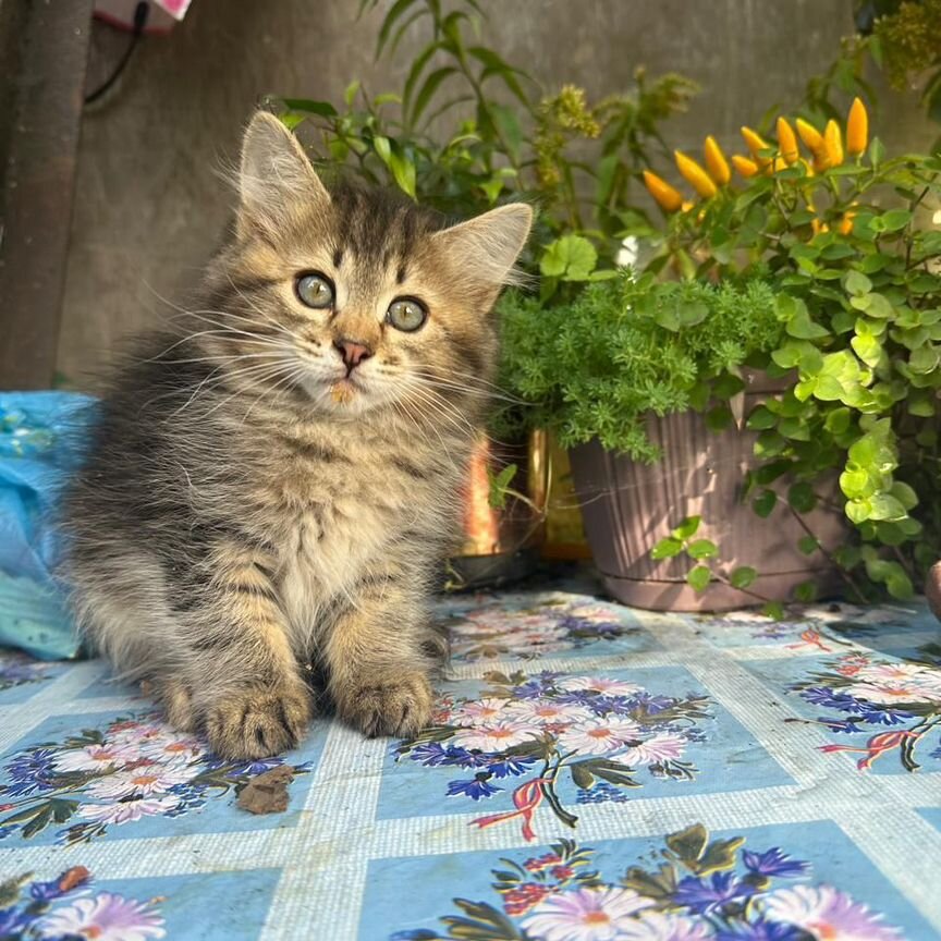 Котята на дачах/нужен дом
