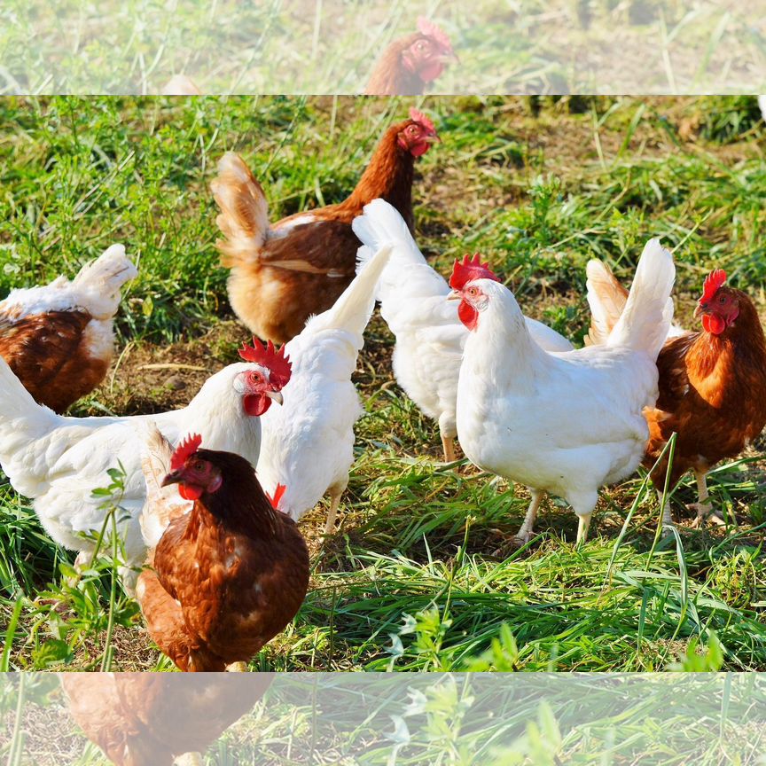 Куры несушки