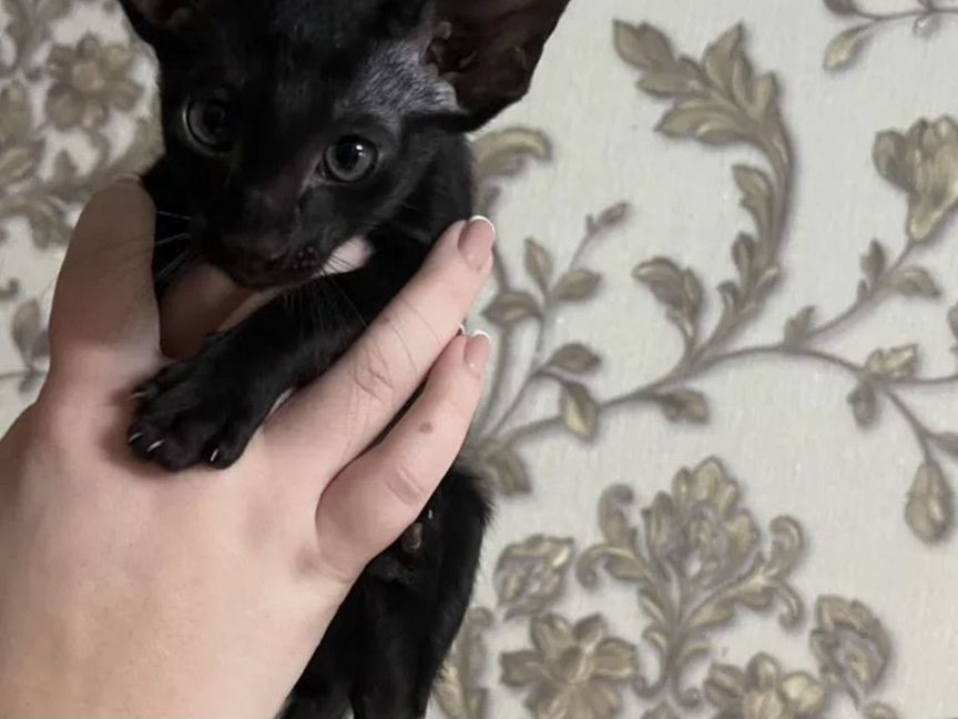 Ориентальные котята