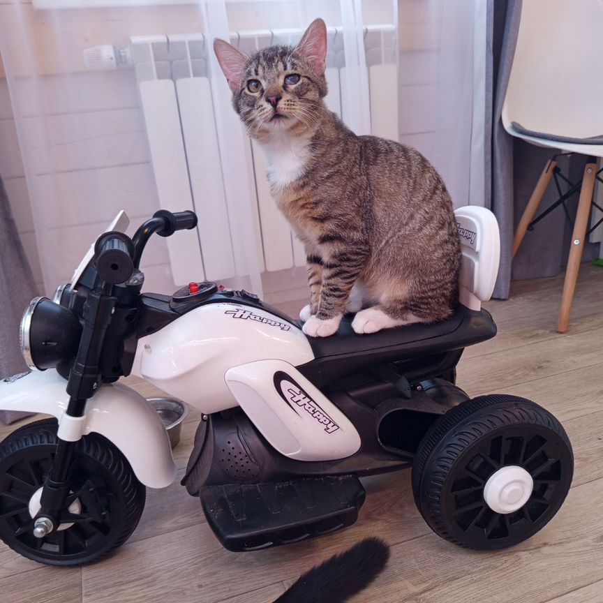 Котёнок в добрые руки