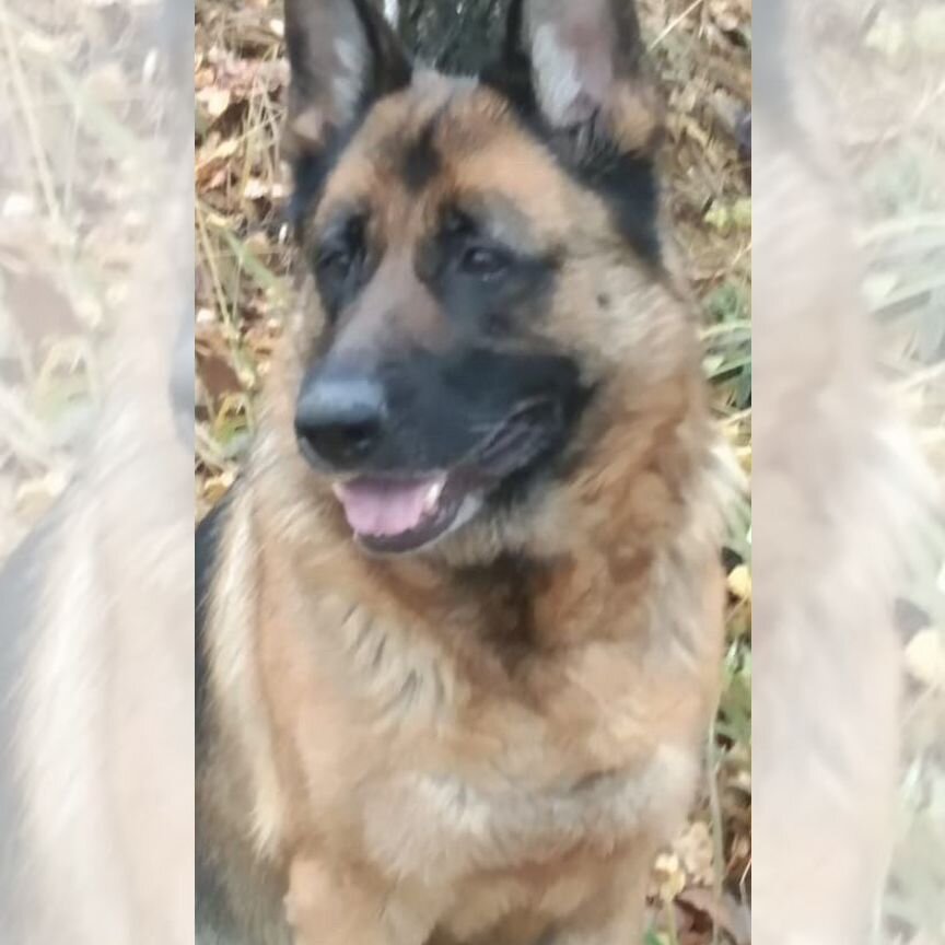 Немецкая овчарка, взрослая собака