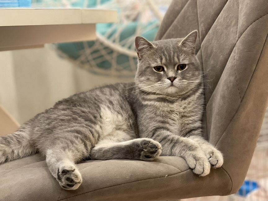 Шотландский кот на вязку