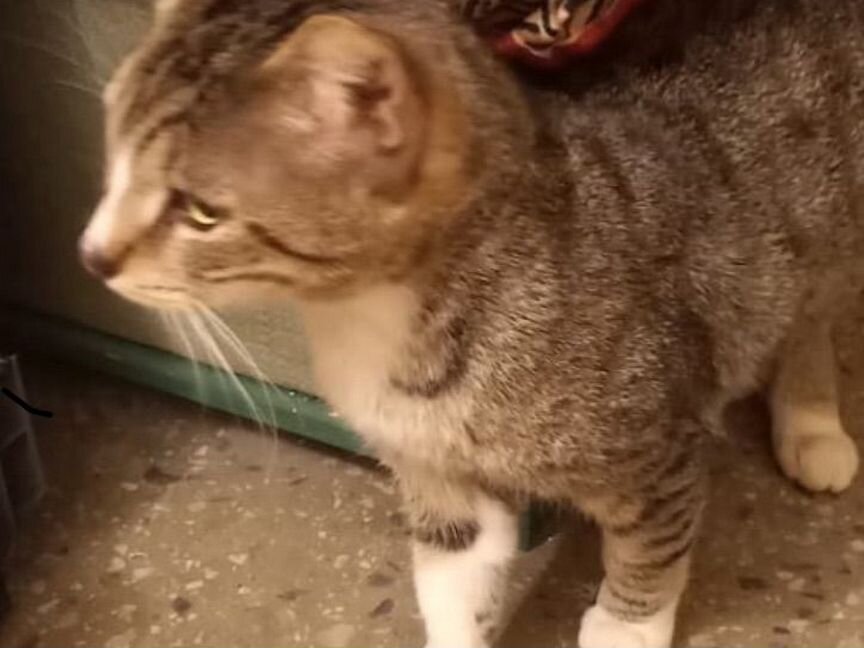 Кот Кекс