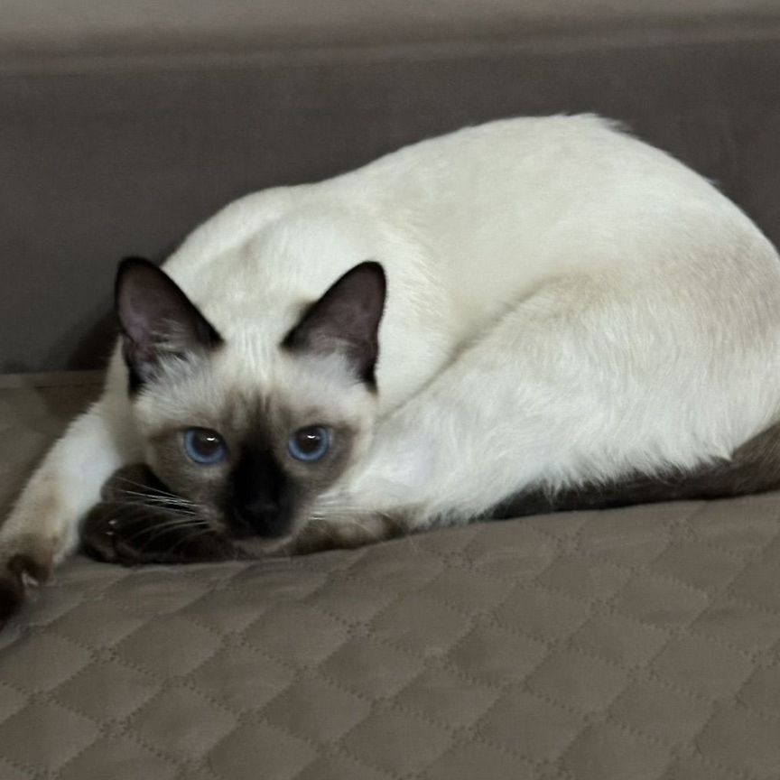 Тайский котенок девочка