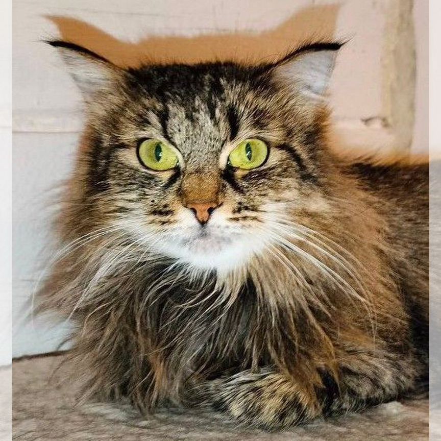 Взрослая, кошка в добрые руки