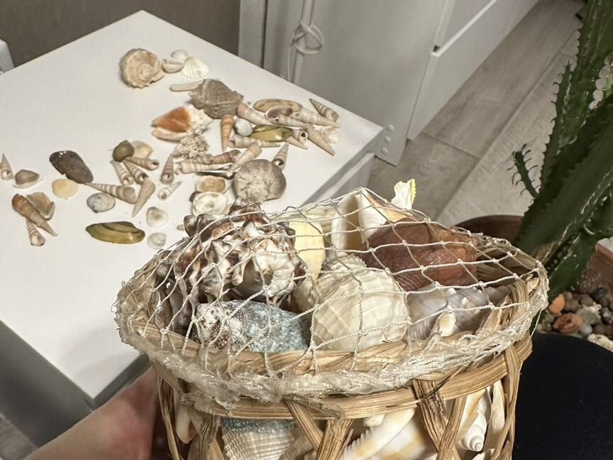 Ракушки морские