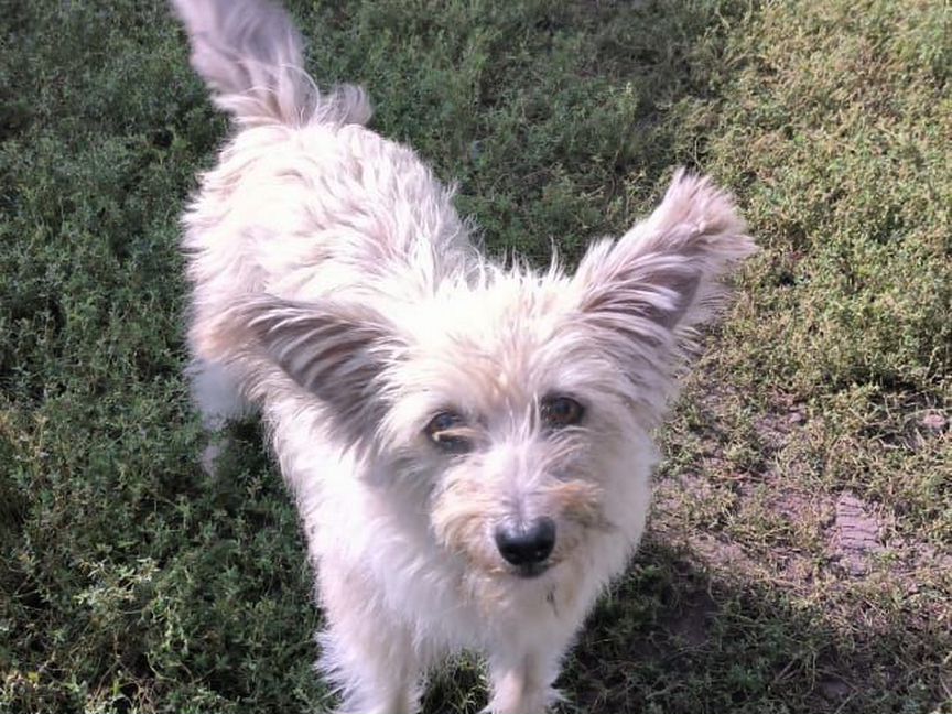 Собака в добрые руки отдам бесплатно