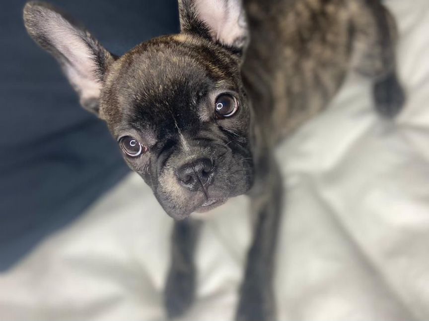 Французский бульдог щенок