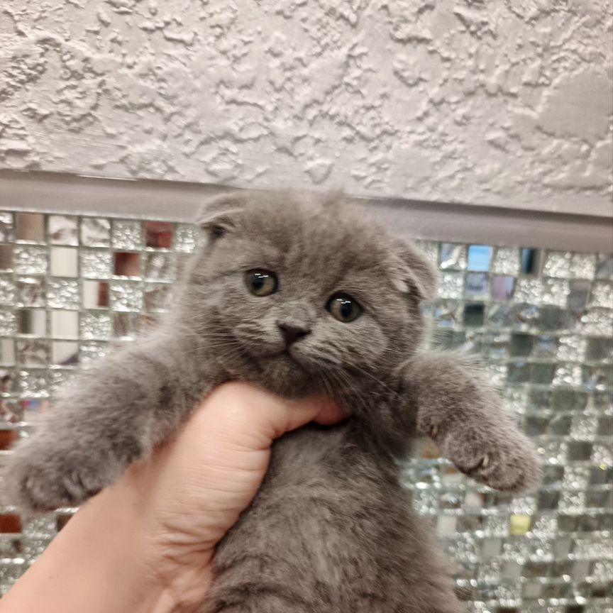 Шотландская