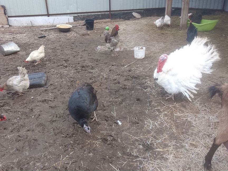 Куры домашние