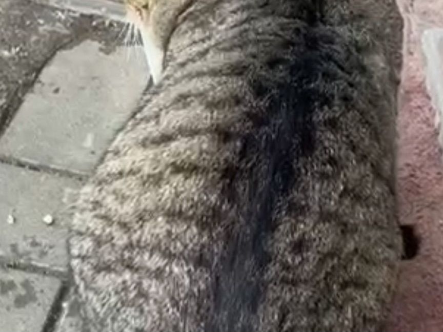Кот Олег