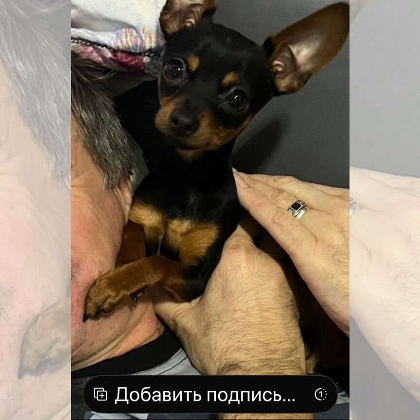Той-терьер