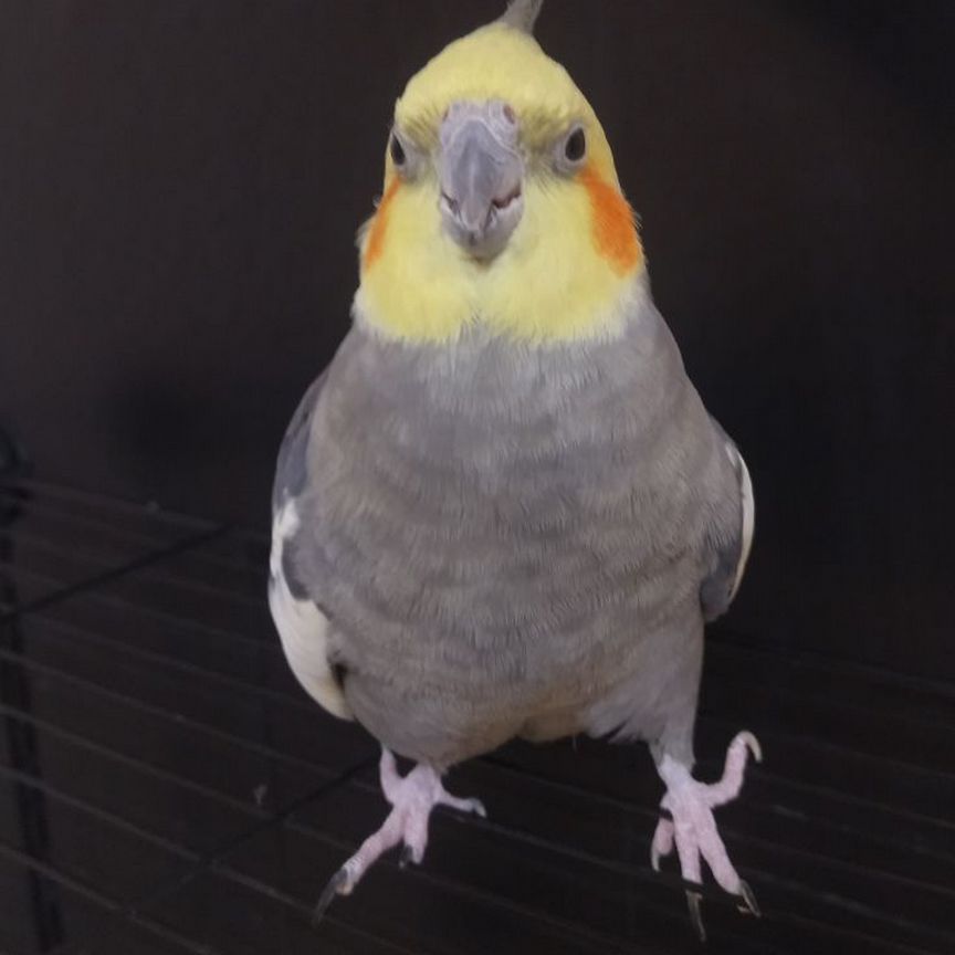 Попугай корелла мальчик