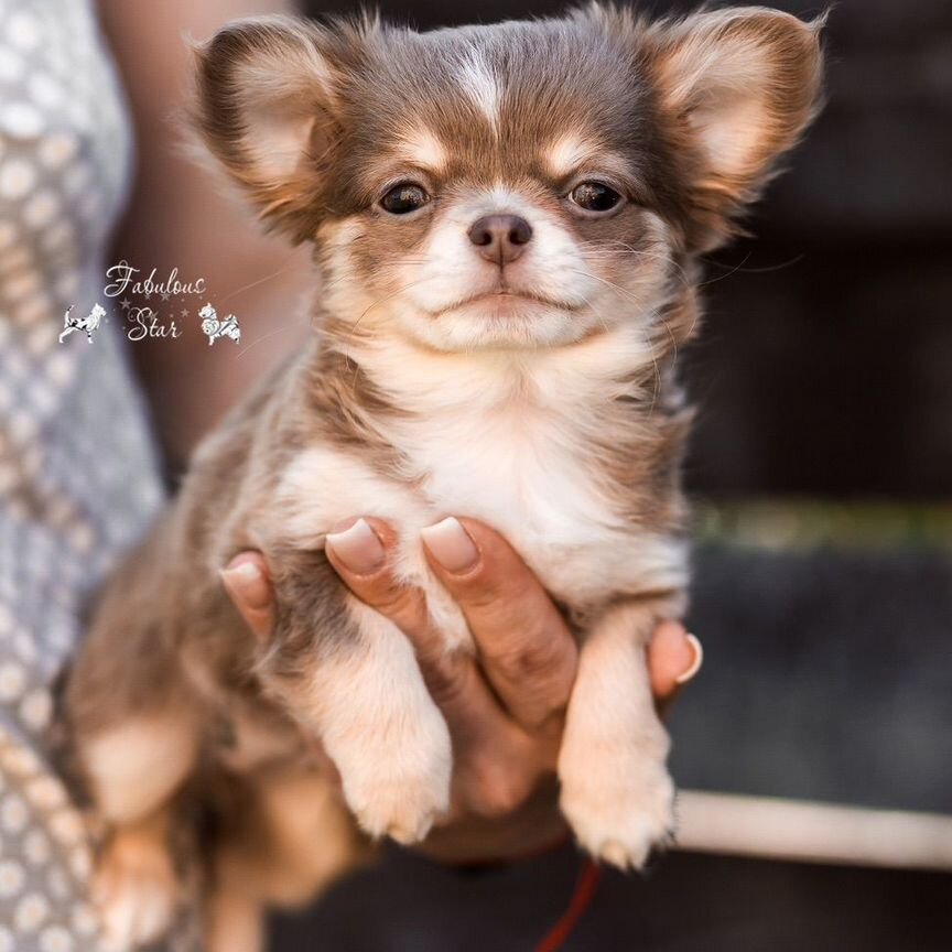 Чихуахуа шикарная девочка