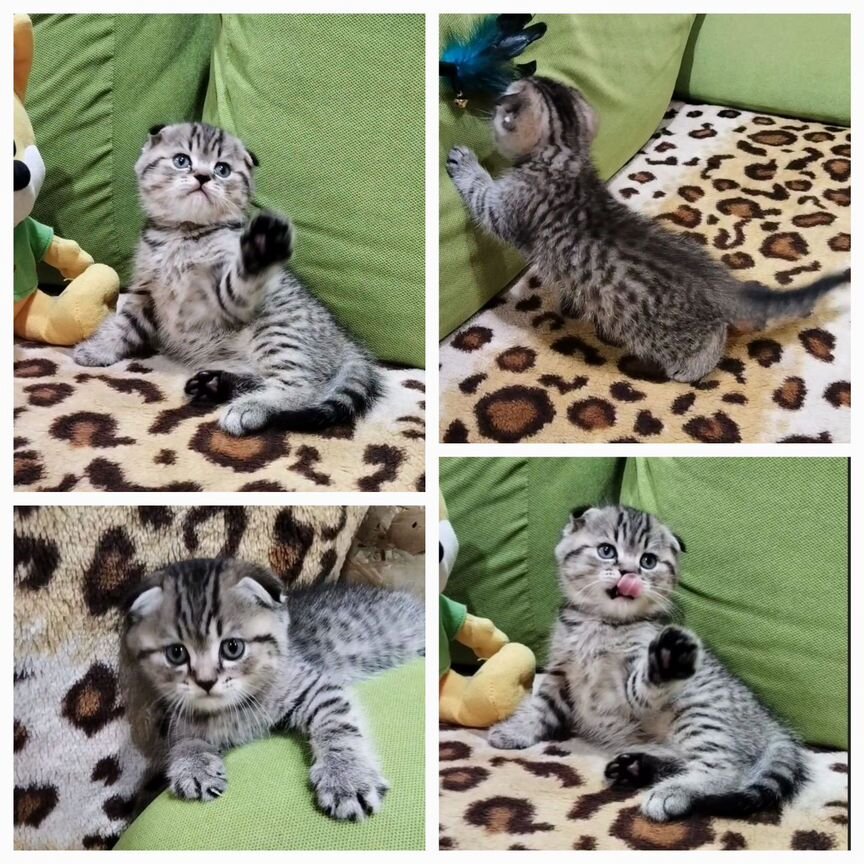 Шотландские котята