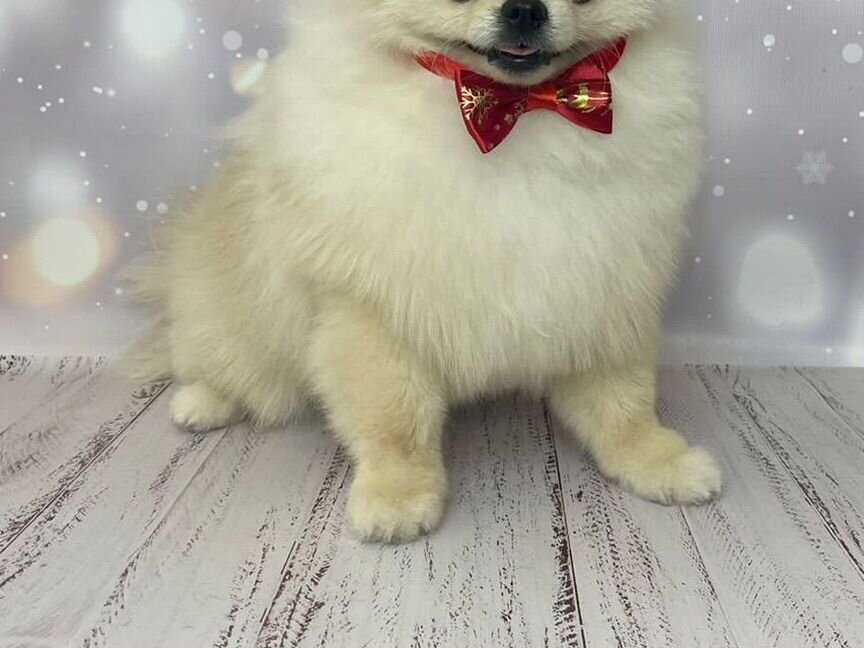 Прекрасный шпиц ищет подружку