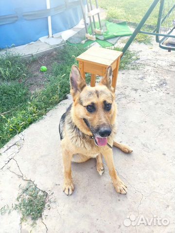 Собаки бесплатно в добрые руки