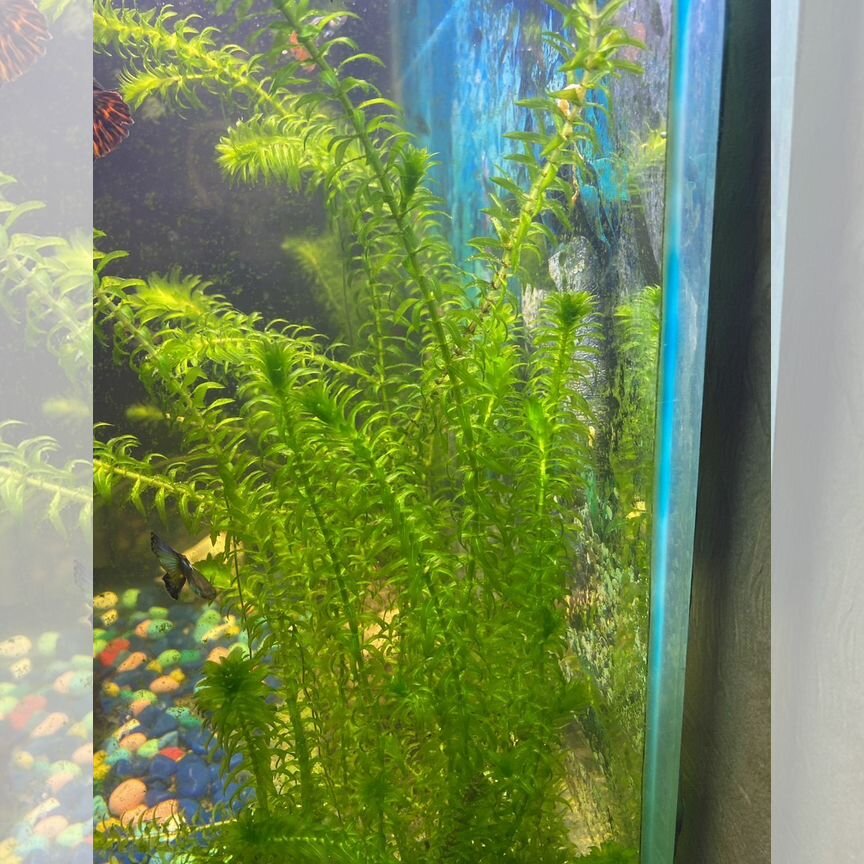 Аквариумные растения
