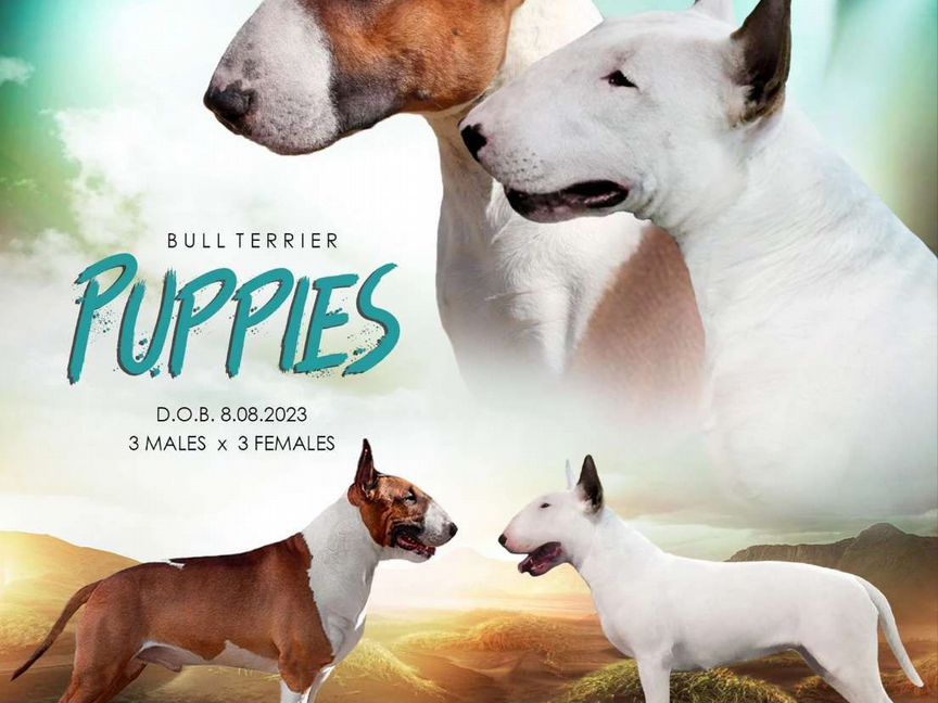 Бультерьер стандартный