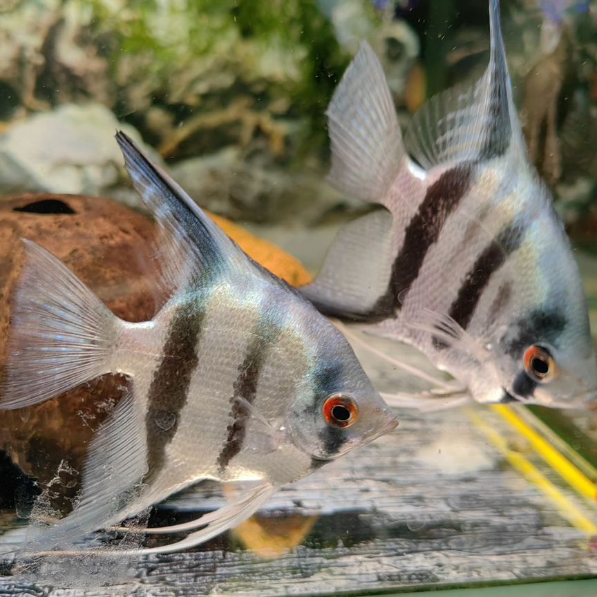 Скалярии пиной голубые