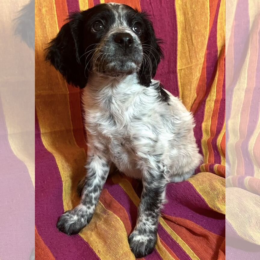 Бретонский эпаньол, щенок