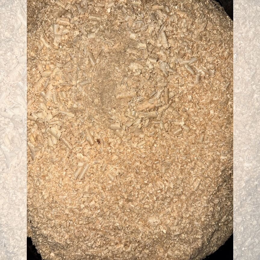 Стружка сухой сосны 5% влаги