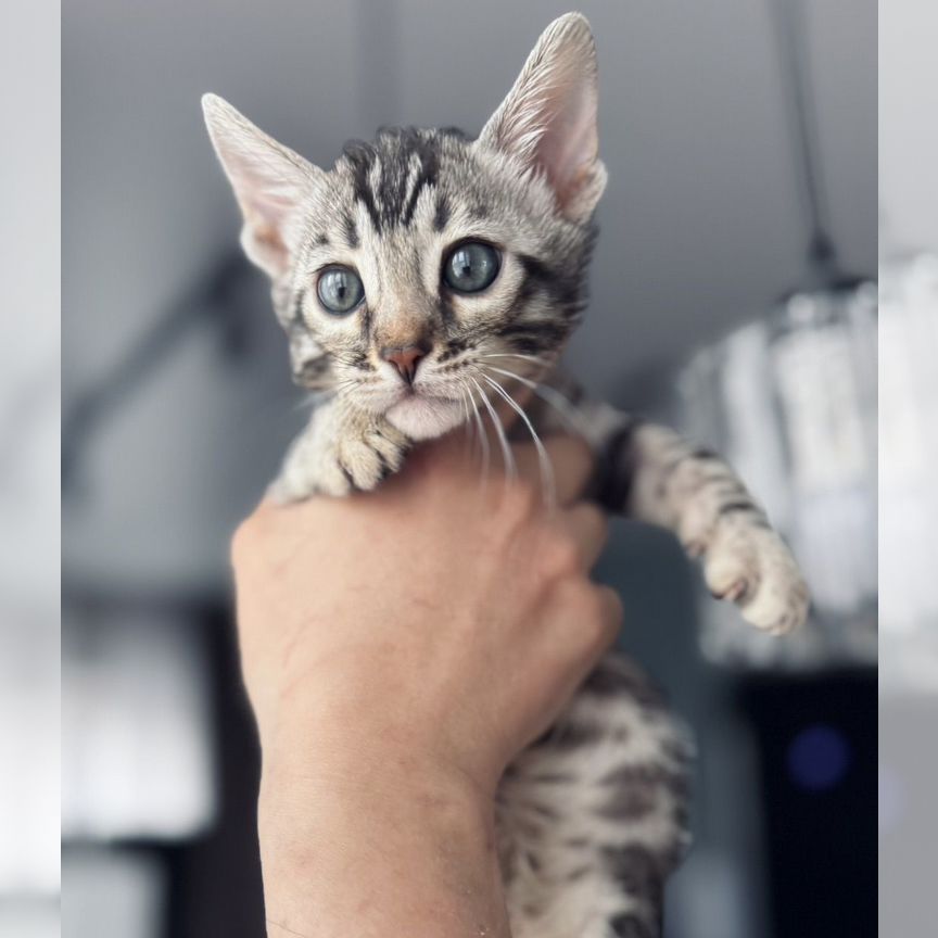 Котик серебро