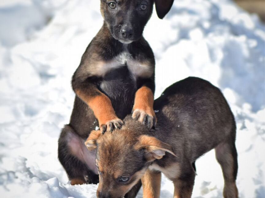 Щенок в добрые руки