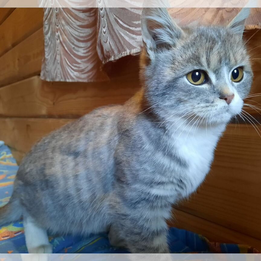 Котёнок в добрые руки