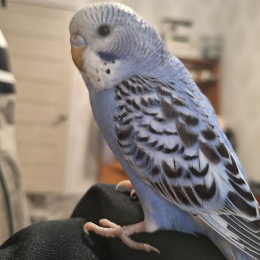 Волнистый попугай ручной
