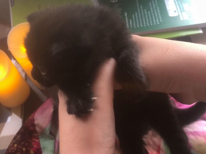 Котята рождённые 20 Августа