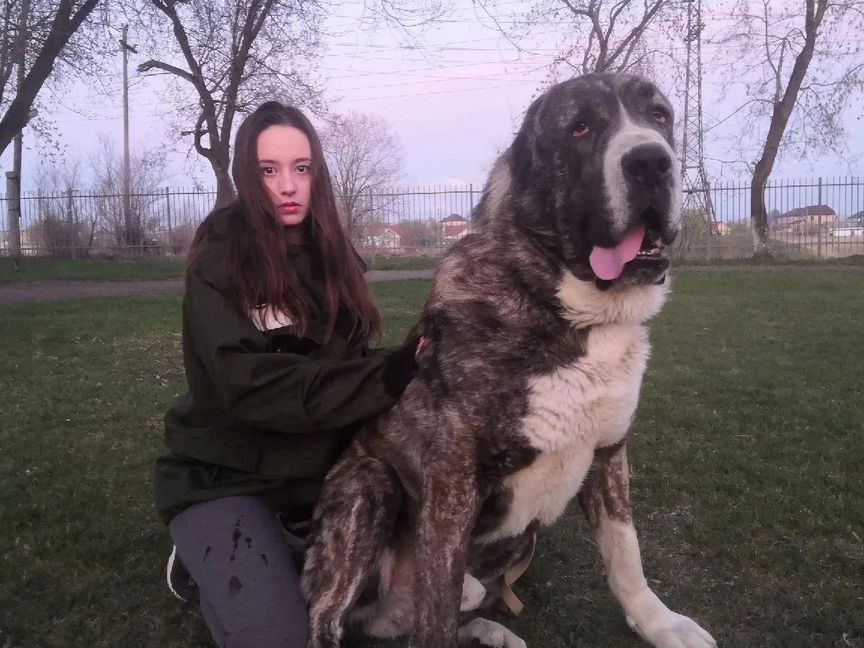 Щенки -тяжи