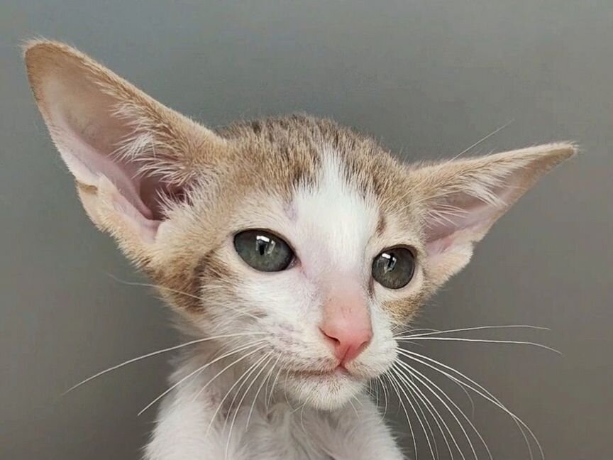Клубные котята, родословная