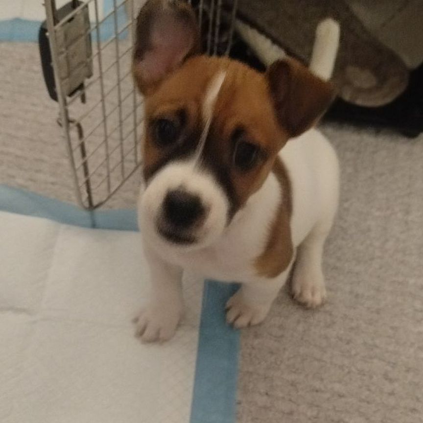 Джек-рассел-терьер, щенок