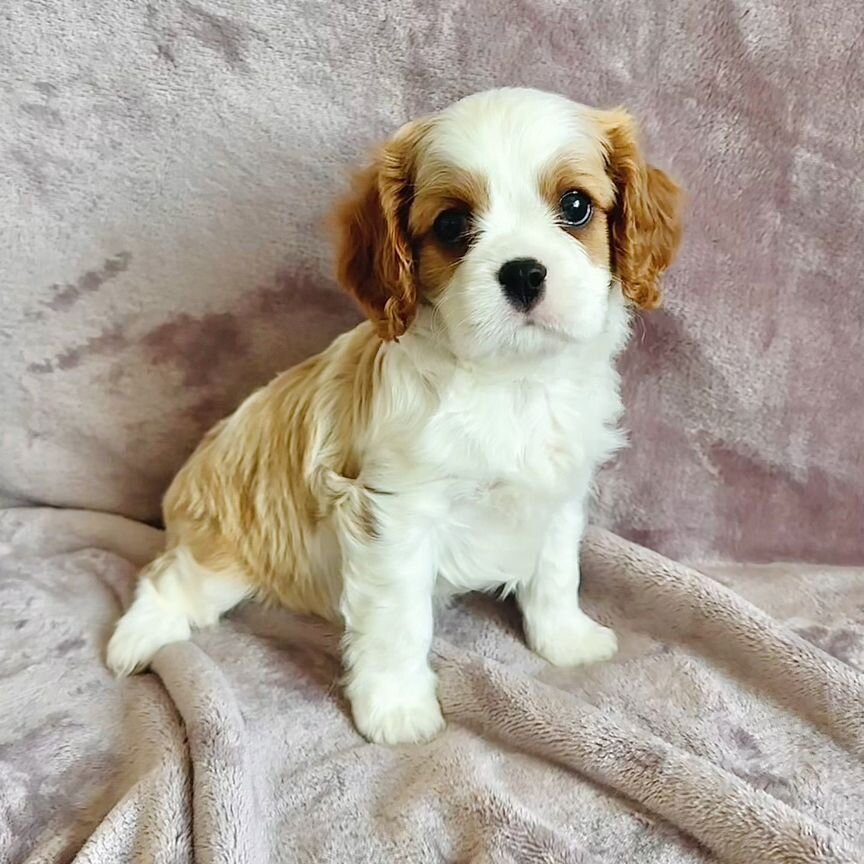 Кавалер кинг чарльз спаниель