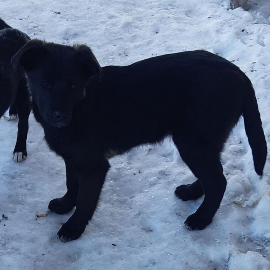 Отличный щенок мальчик