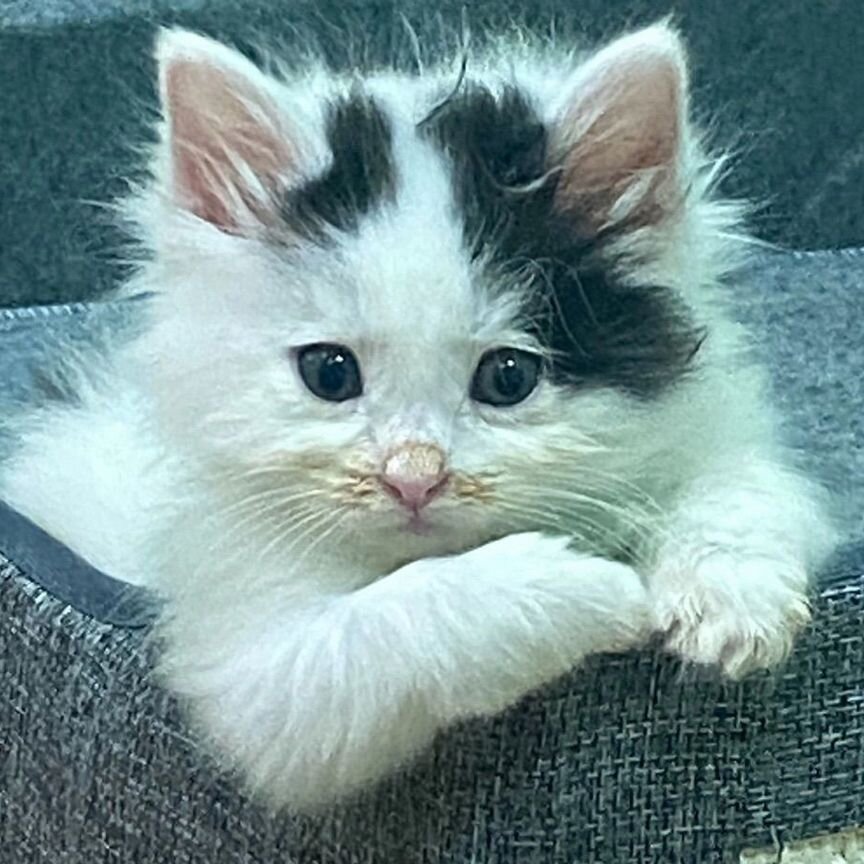 Котята в добрые руки даром