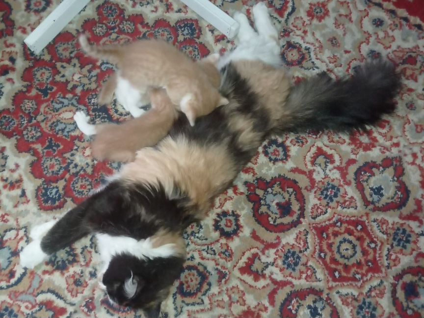 Котята мышеловки