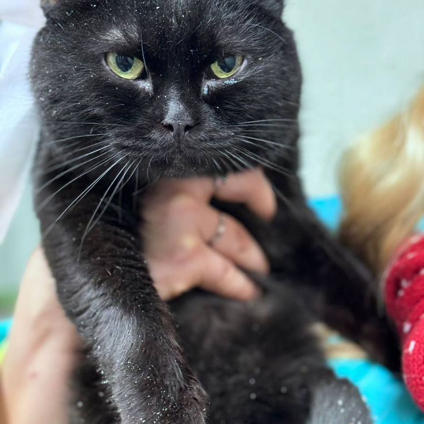 Кот в добрые руки