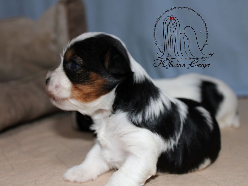 Бивер щенки (РКФ)