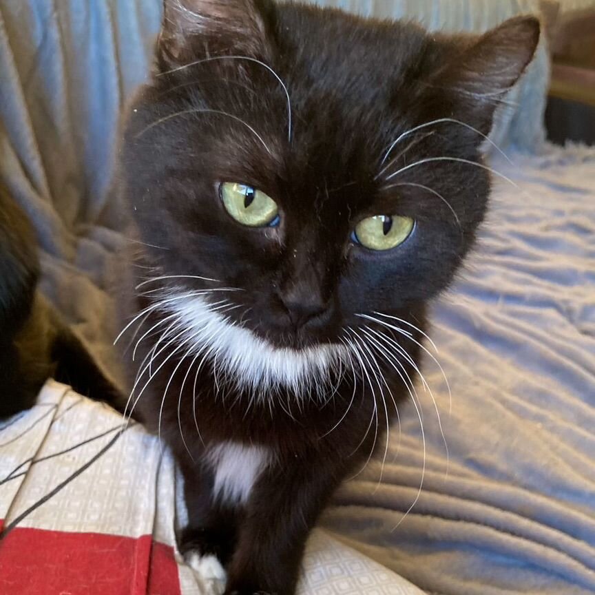 Котенок ищет дом