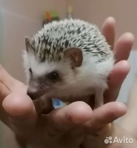 Продам ежика