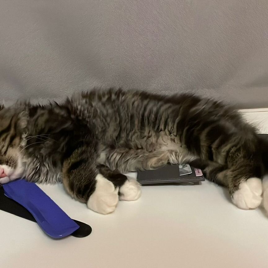 Котенок
