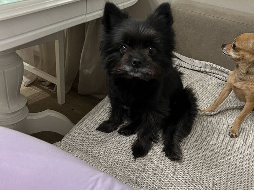 Метиска шпица и йорка ждёт жениха