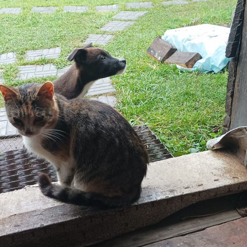 Взрослая кошка в добрые руки