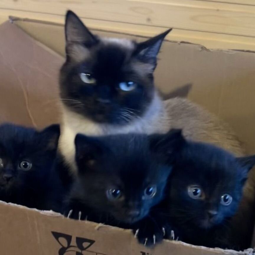Котята черные