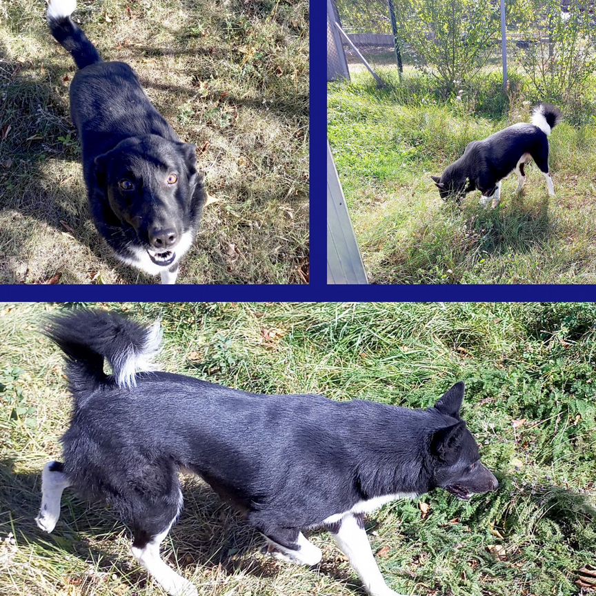 Русско- европейская лайка