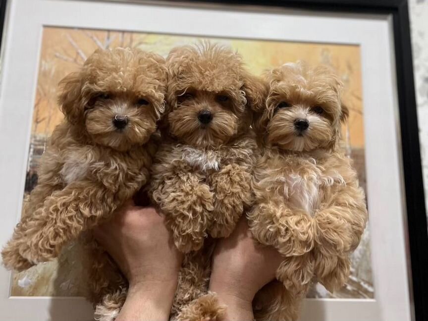 Мальтипу крошки мини